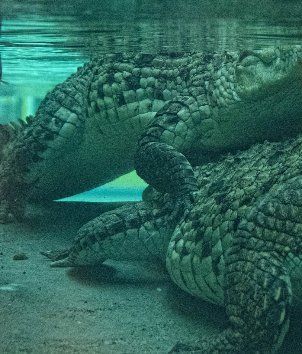 Fuji X-Pro and X-T at the Dublin Zoo: It's the humans who are being ...