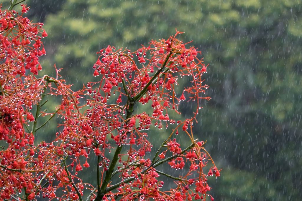 Rain offers bushfire respite but it isn't enough. First rain in 10 ...