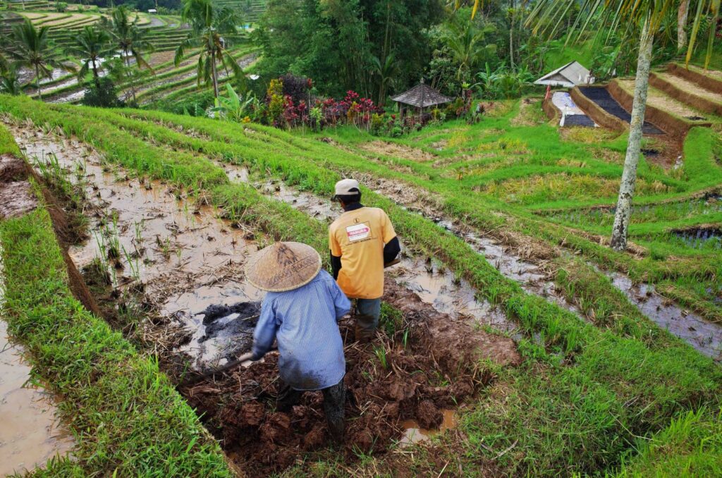 Bali, a land of temples, art, worship and rice - Macfilos