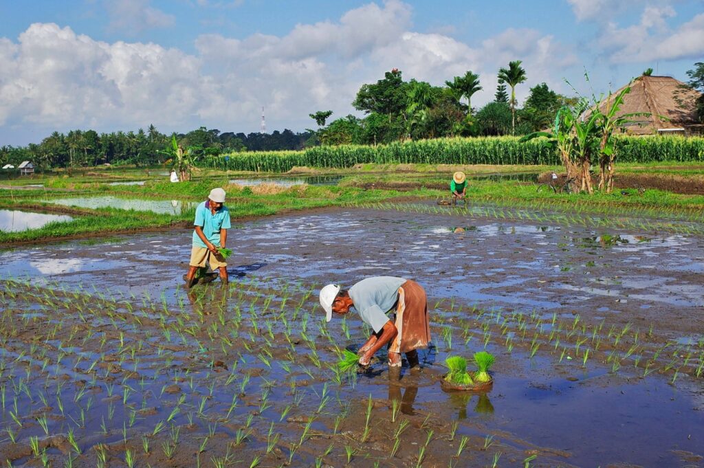 Bali, a land of temples, art, worship and rice - Macfilos