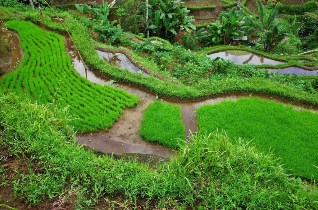 Bali, a land of temples, art, worship and rice - Macfilos