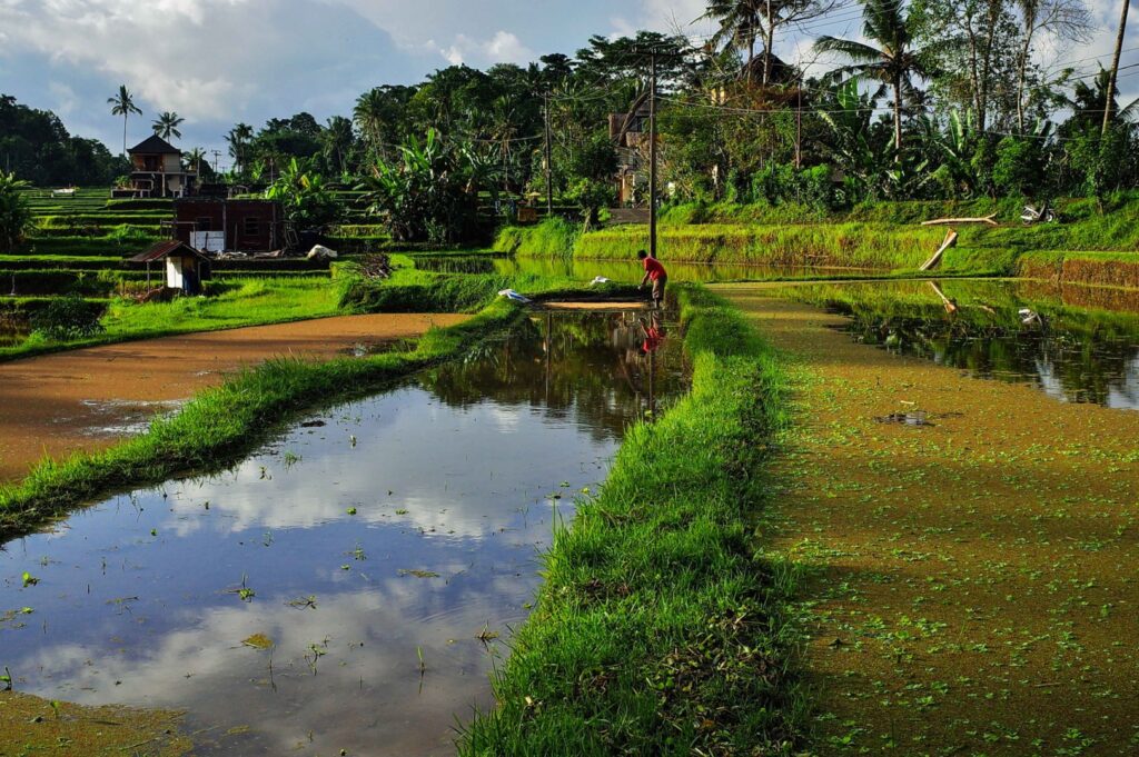 Bali, a land of temples, art, worship and rice - Macfilos