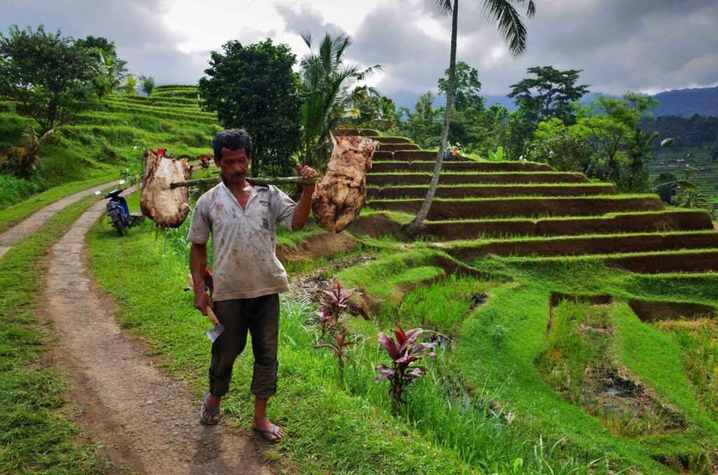Bali, a land of temples, art, worship and rice - Macfilos