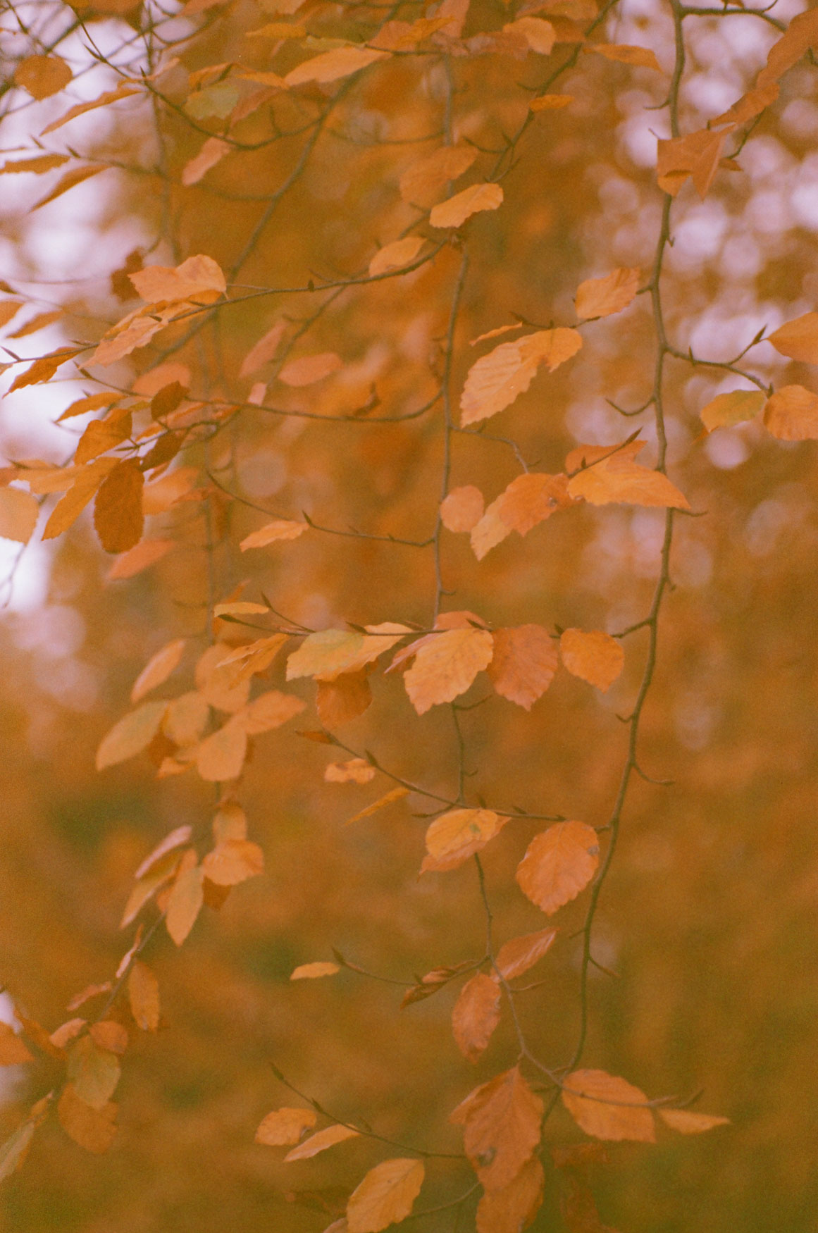 Club Color 200 negative film, 22 years after expiry: the mystery roll