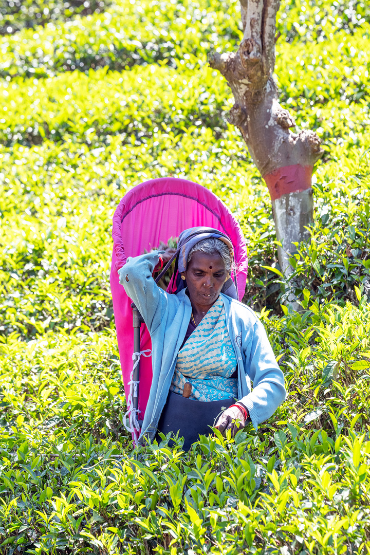 National Tea Day: A photographic view of Ceylon tea production