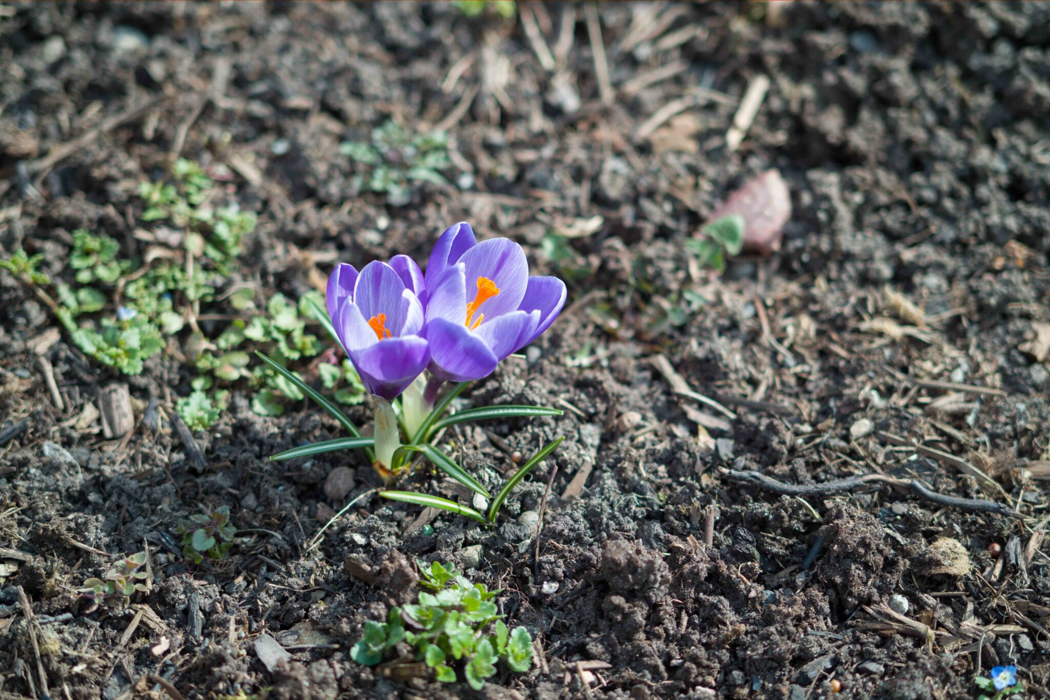 Pixii rangefinder camera review (A2572): A cool piece of tech