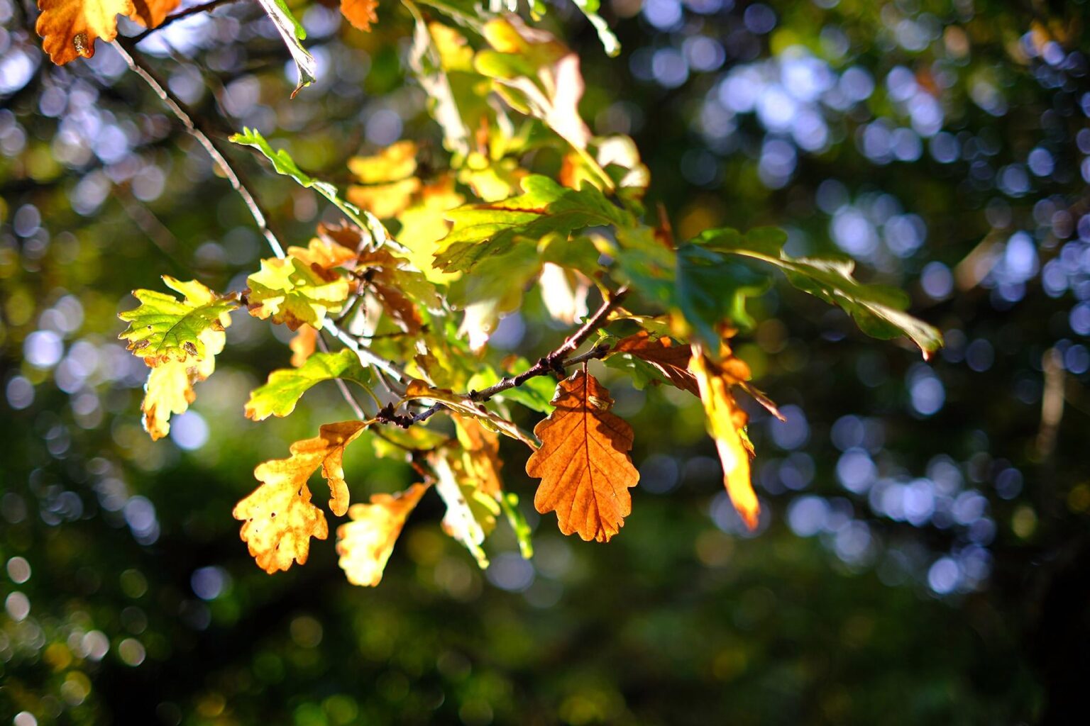 FujiFilm XT-50: A camera to replace the X100VI in my affections?